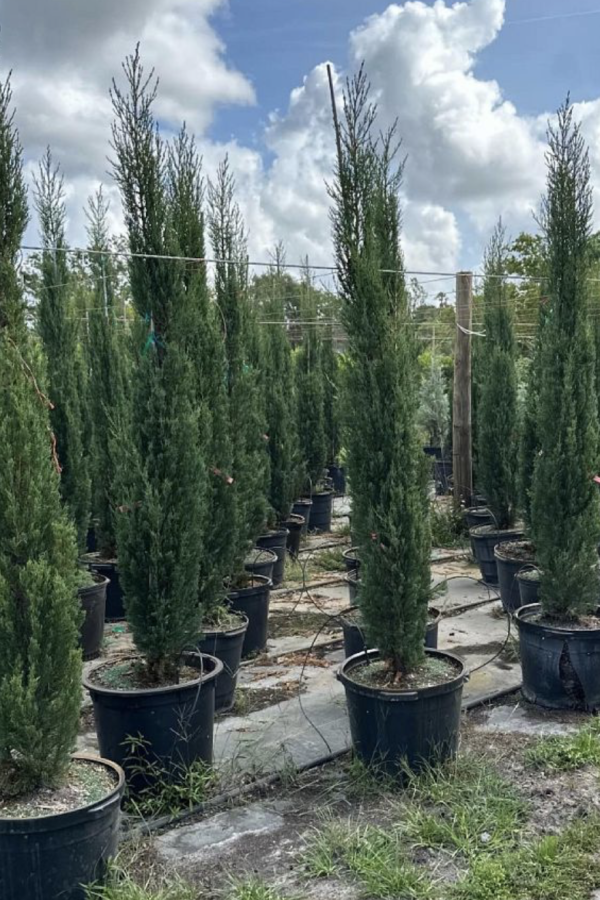ITALIAN CYPRESS - THE TREE PLANTERS