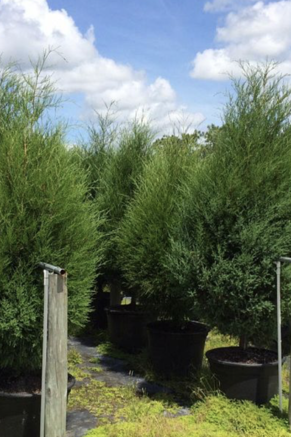 SOUTHERN RED CEDAR - THE TREE PLANTERS