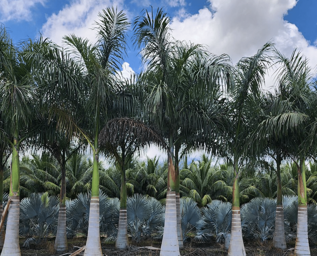 ROYAL PALM - THE TREE PLANTERS