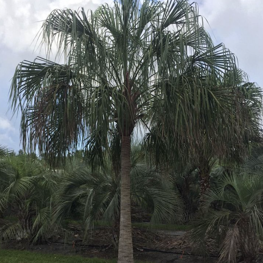 HOME - THE TREE PLANTERS