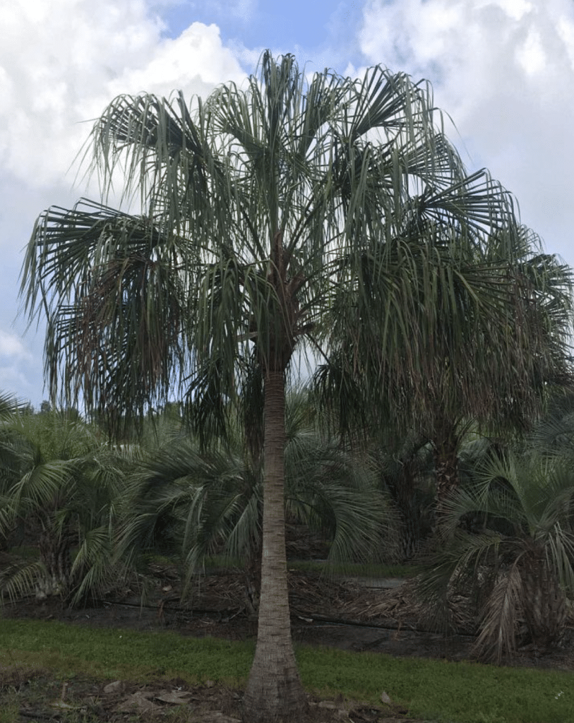 RIBBON PALM - THE TREE PLANTERS