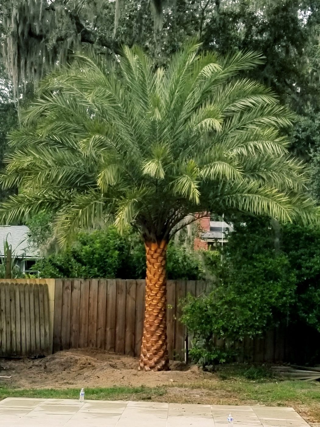 HOME - THE TREE PLANTERS