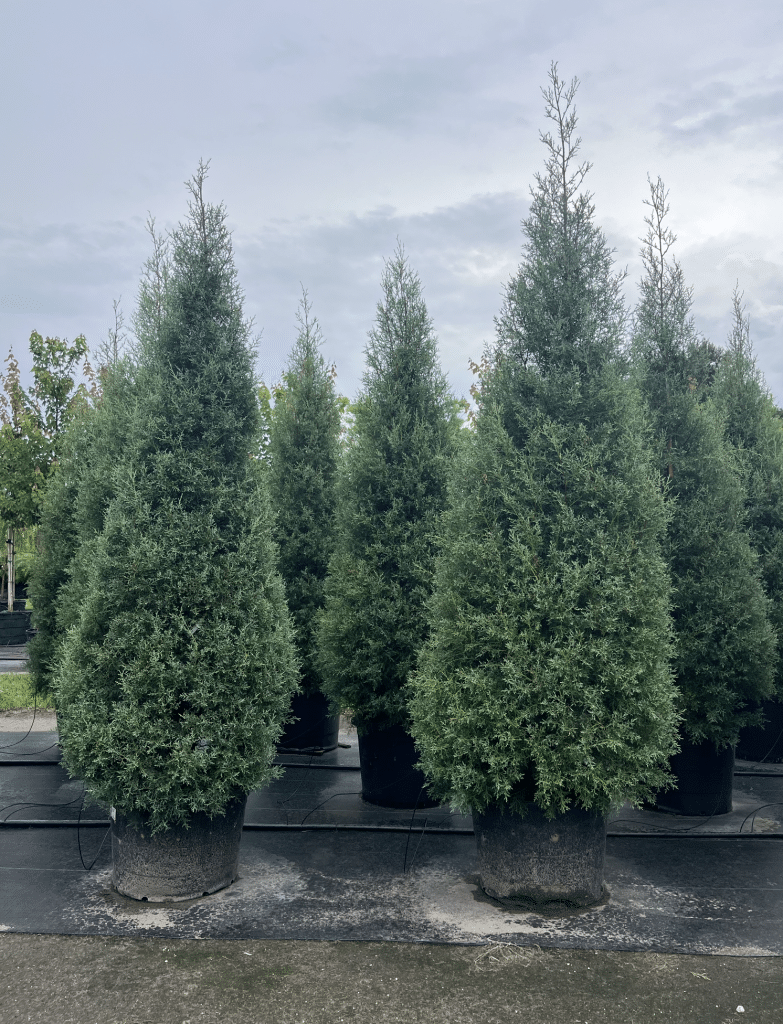 CAROLINA SAPPHIRE CYPRESS - THE TREE PLANTERS