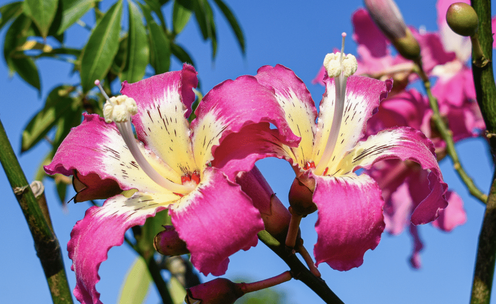 FLOSS SILK TREE - THE TREE PLANTERS