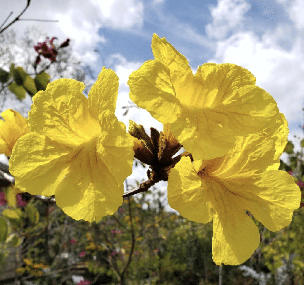 TABEBUIA TREE - THE TREE PLANTERS