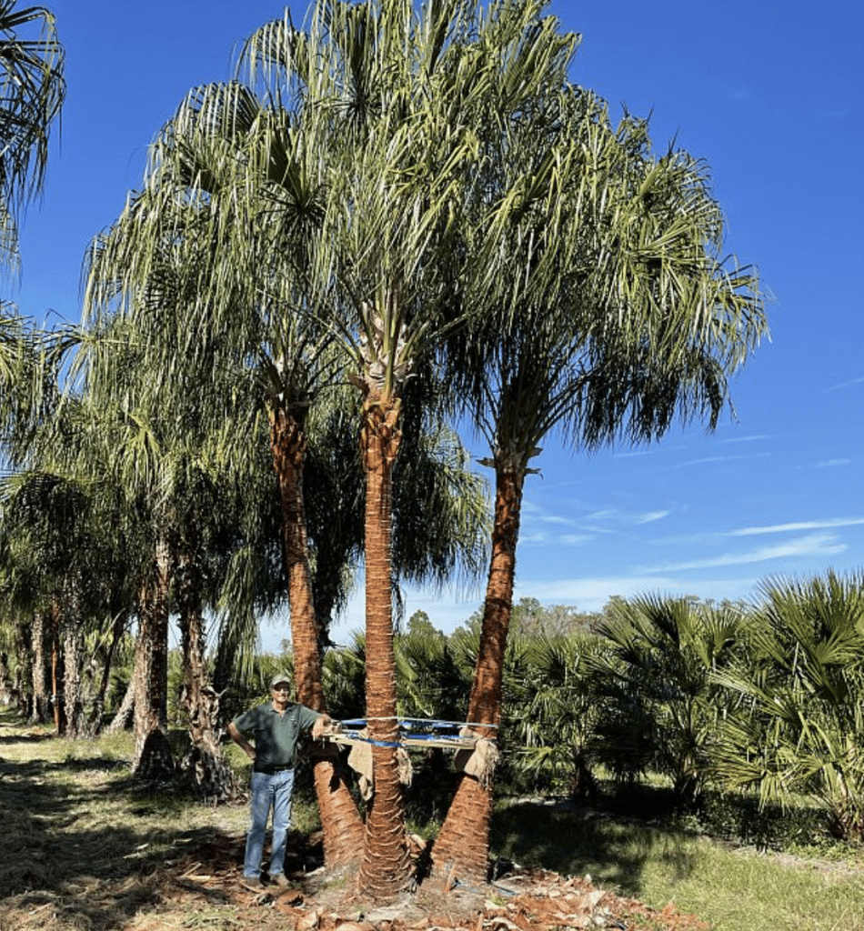 Ribbon Palms: Nature’s Elegant Statement Tree - THE TREE PLANTERS