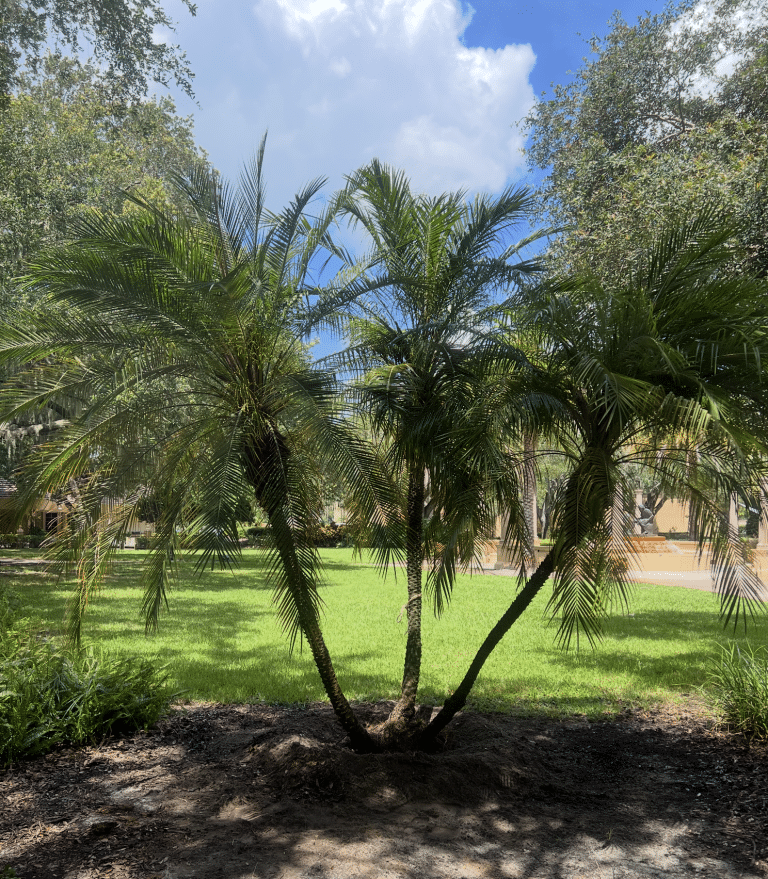 ROEBELENII PALM - THE TREE PLANTERS