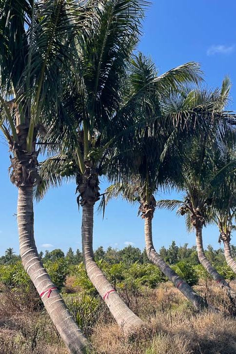 COCONUT PALM - THE TREE PLANTERS
