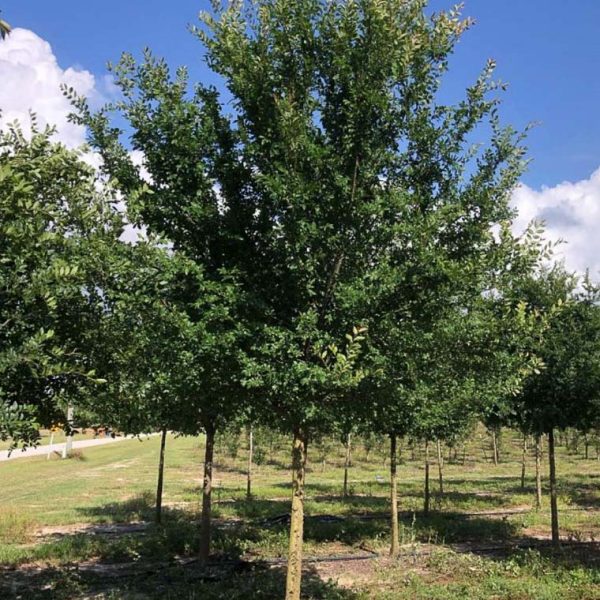 DRAKE ELM - THE TREE PLANTERS