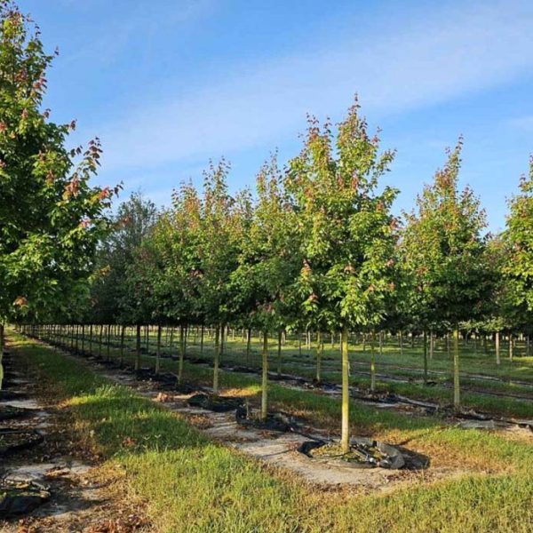 MAPLE (FLORIDA FLAME) - THE TREE PLANTERS