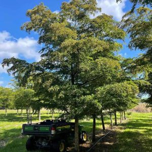 SHADY LADY, BLACK OLIVE - THE TREE PLANTERS