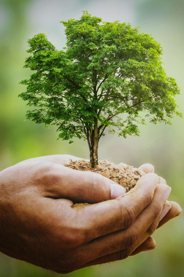 EAST PALATKA HOLLY - THE TREE PLANTERS