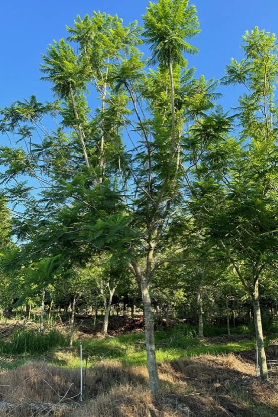 JACARANDA TREE - THE TREE PLANTERS