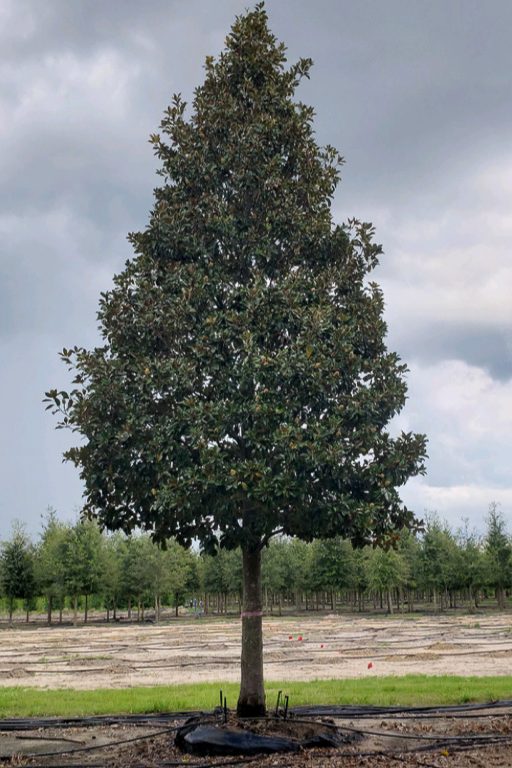 MAGNOLIA TREE (Southern) - THE TREE PLANTERS