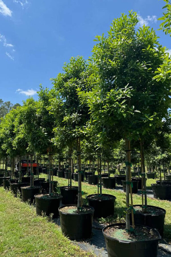 DAHOON HOLLY - THE TREE PLANTERS