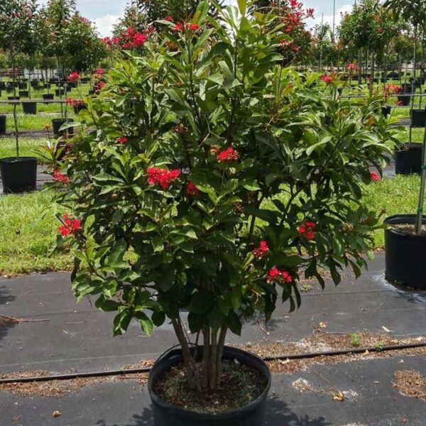 JATROPHA TREE - THE TREE PLANTERS