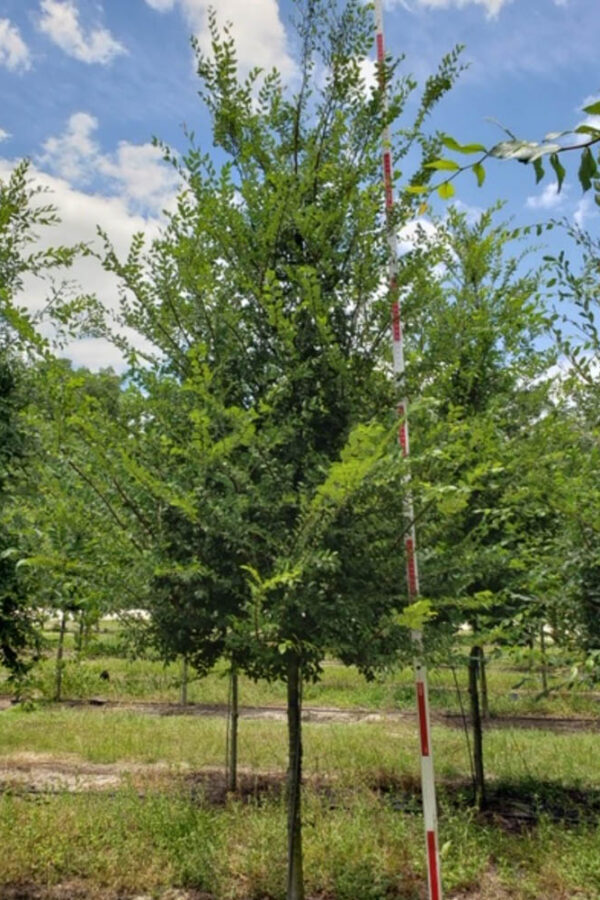 WINGED ELM - THE TREE PLANTERS