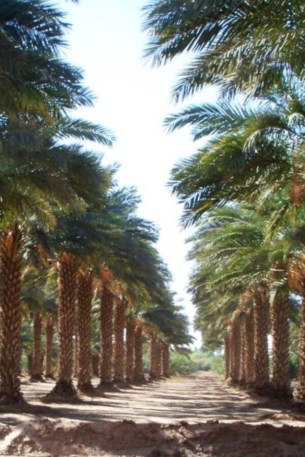 MEDJOOL PALM - THE TREE PLANTERS