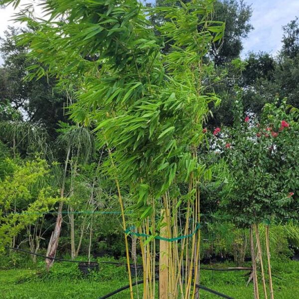 ANGEL MIST BAMBOO - THE TREE PLANTERS