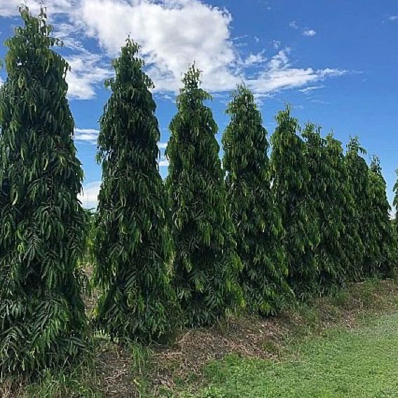 MAST TREE - THE TREE PLANTERS