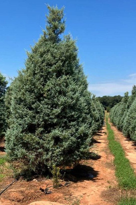 CAROLINA SAPPHIRE CYPRESS - THE TREE PLANTERS