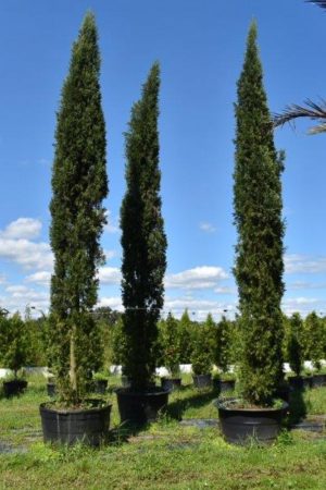 ITALIAN CYPRESS - THE TREE PLANTERS