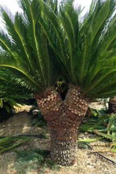 SAGO PALM - THE TREE PLANTERS