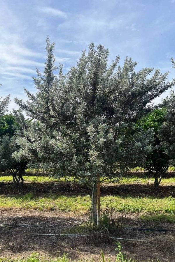 SILVER BUTTON WOOD - THE TREE PLANTERS