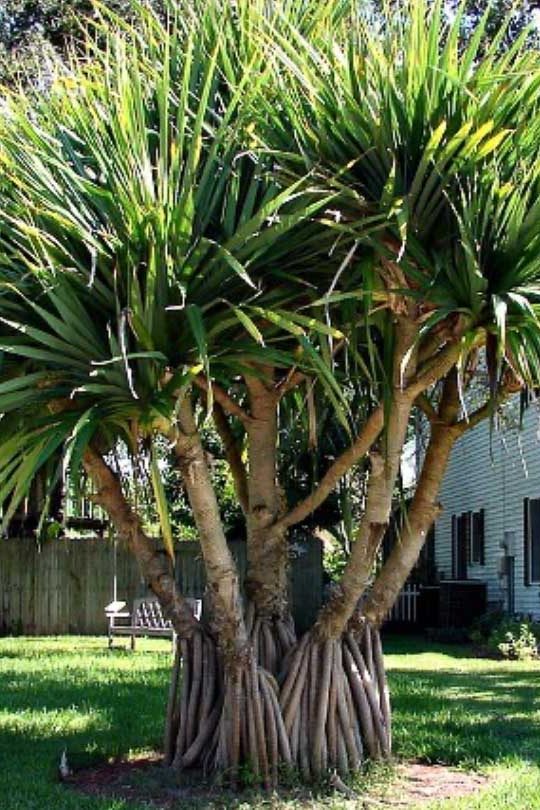 SCREW PINE - THE TREE PLANTERS