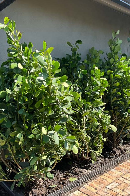 SMALL LEAF CLUSIA - THE TREE PLANTERS