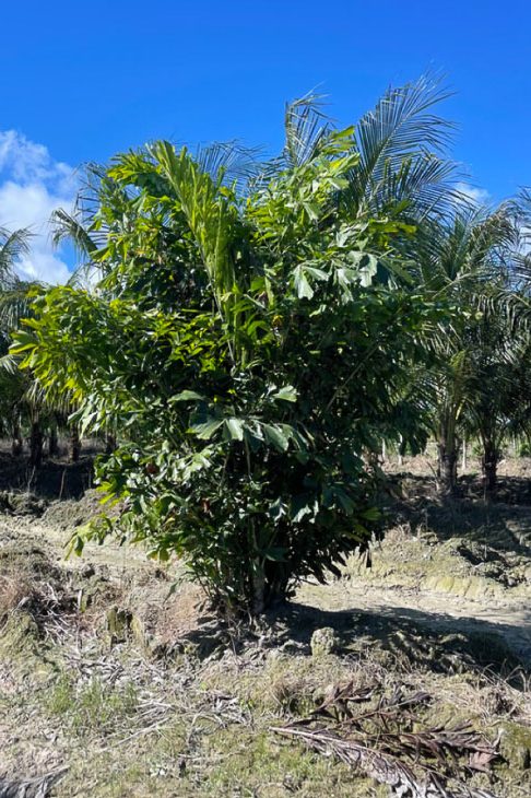 FISHTAIL PALM - THE TREE PLANTERS
