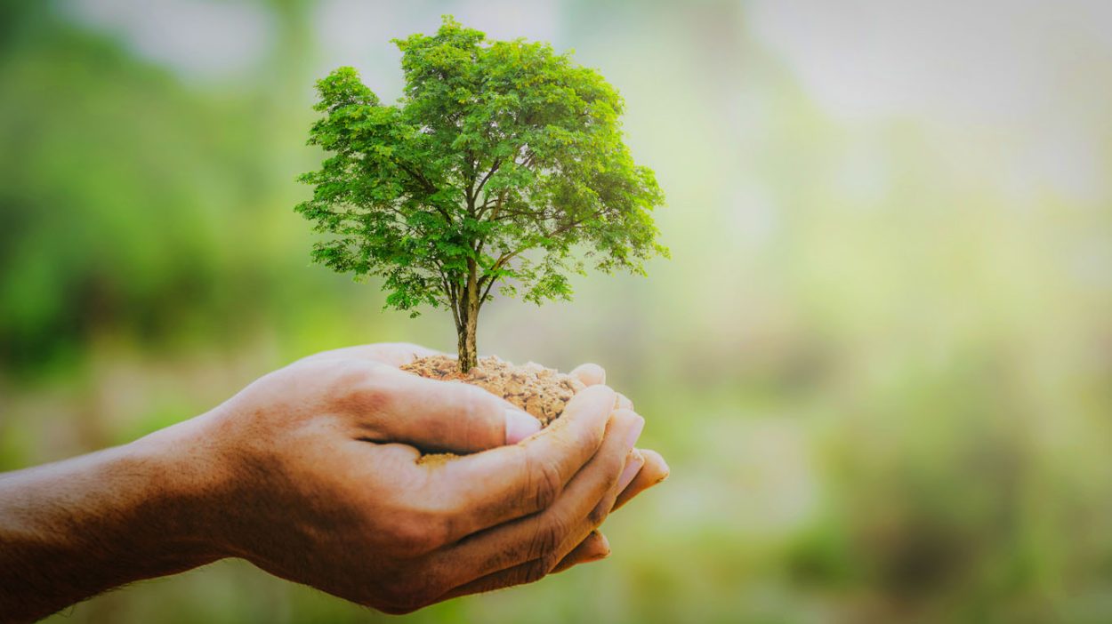 Portfolio Archive - THE TREE PLANTERS