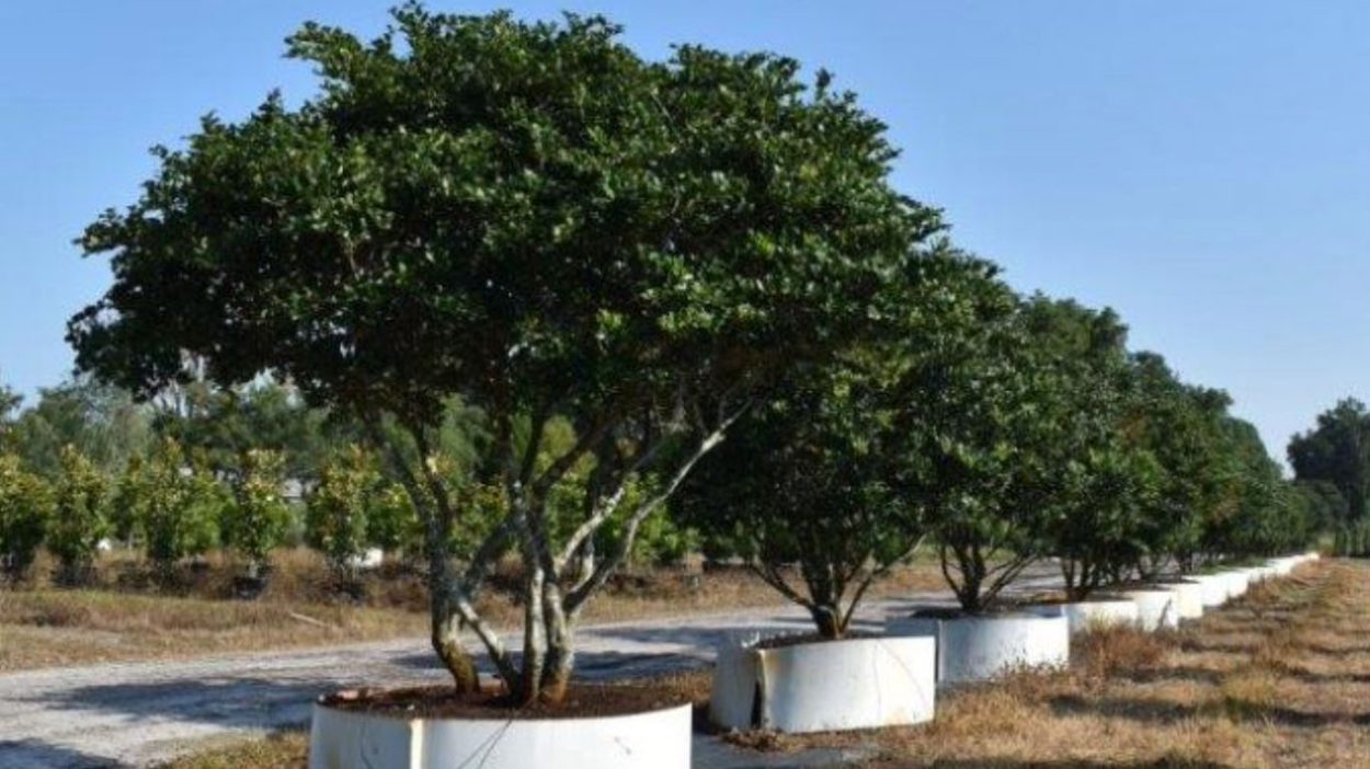 GLOSSY LIGUSTRUM TREE Archives - THE TREE PLANTERS