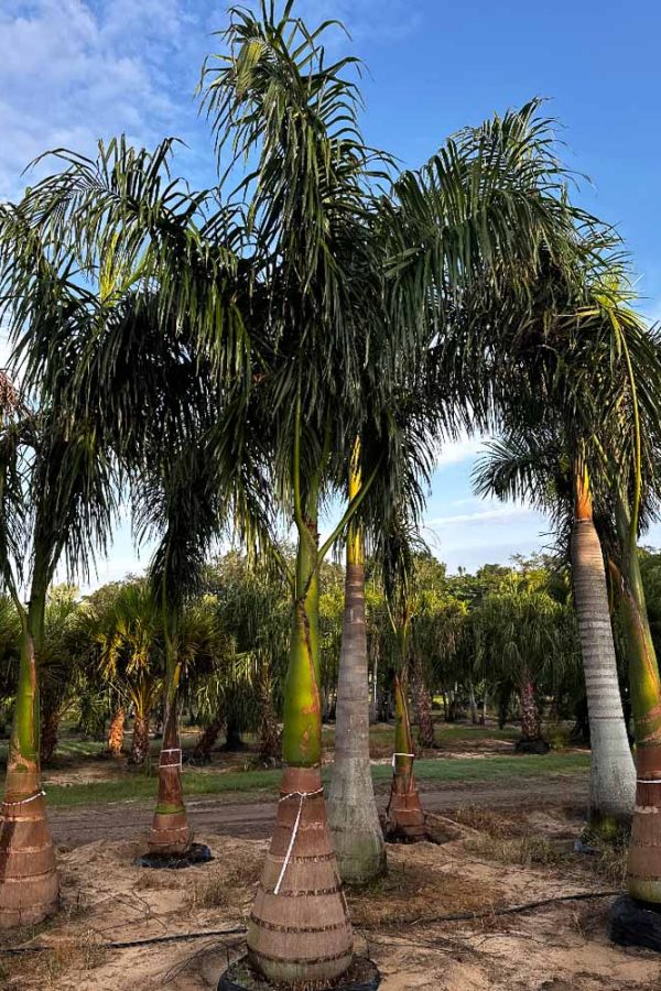ROYAL PALM - THE TREE PLANTERS