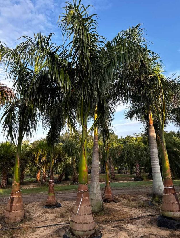 PALM TREES Archives - THE TREE PLANTERS