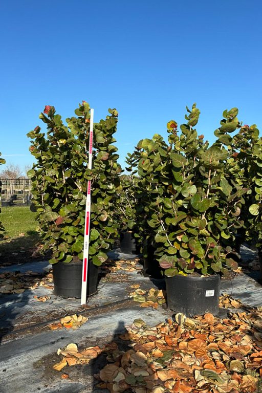 SEA GRAPE - THE TREE PLANTERS