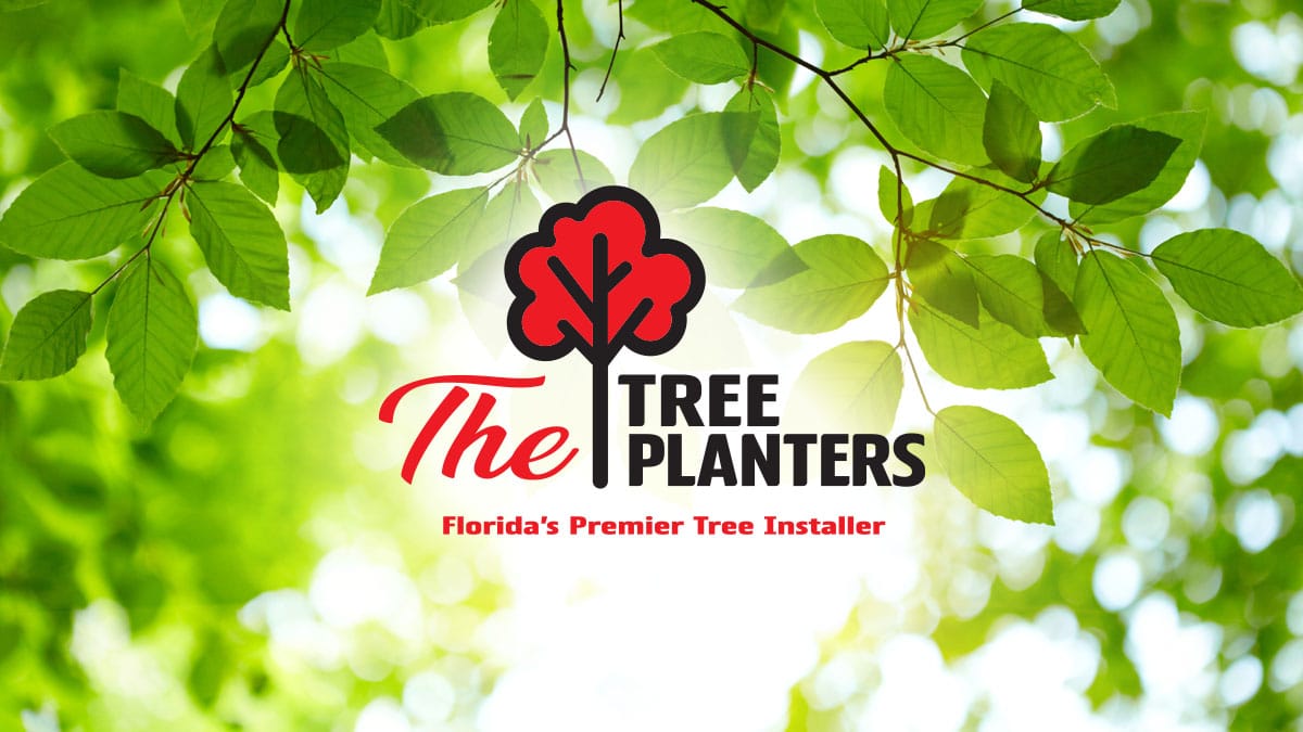 HOME - THE TREE PLANTERS